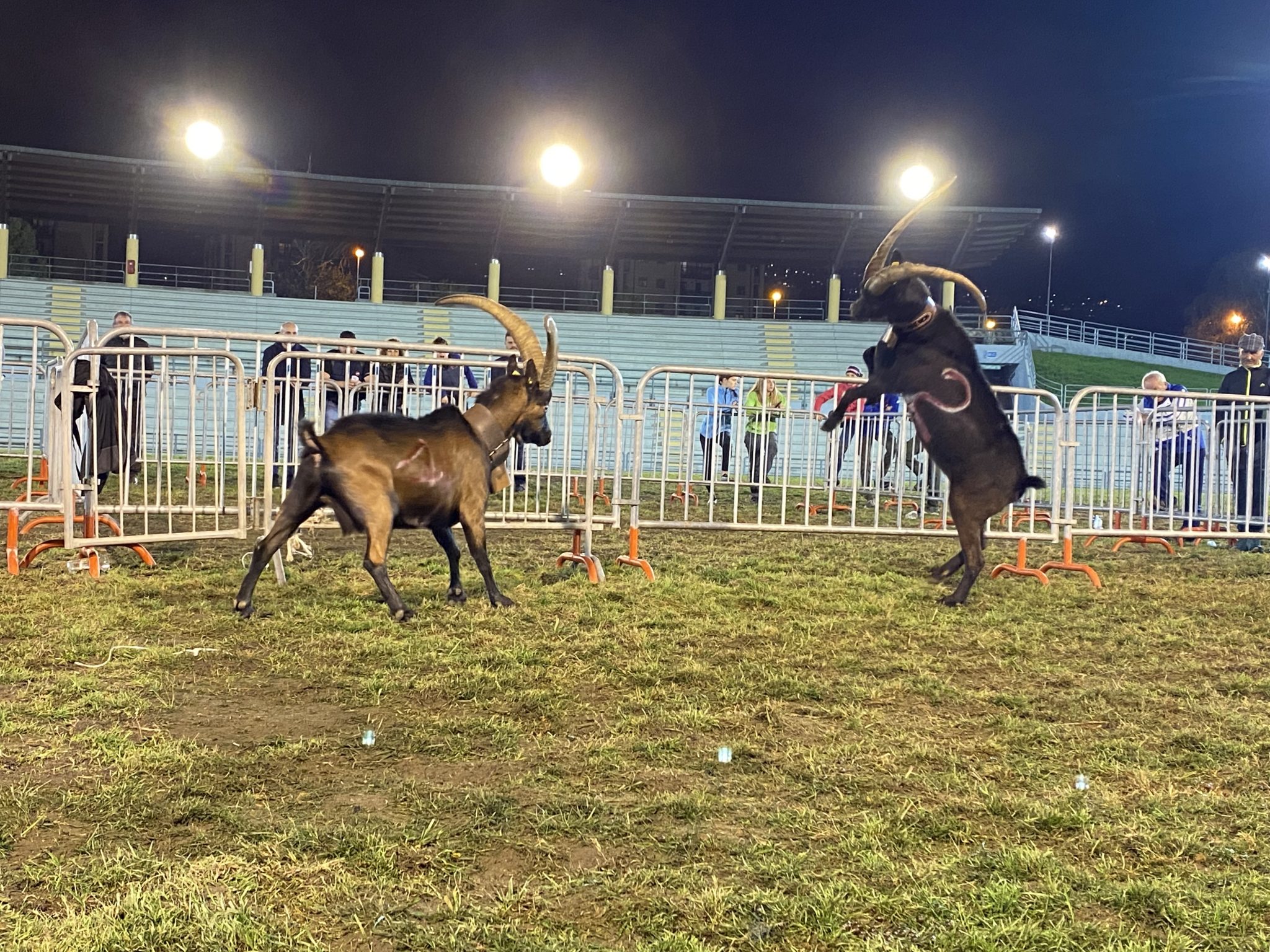 Capre: tanto pubblico e applausi alle 8 nuove regine delle Batailles