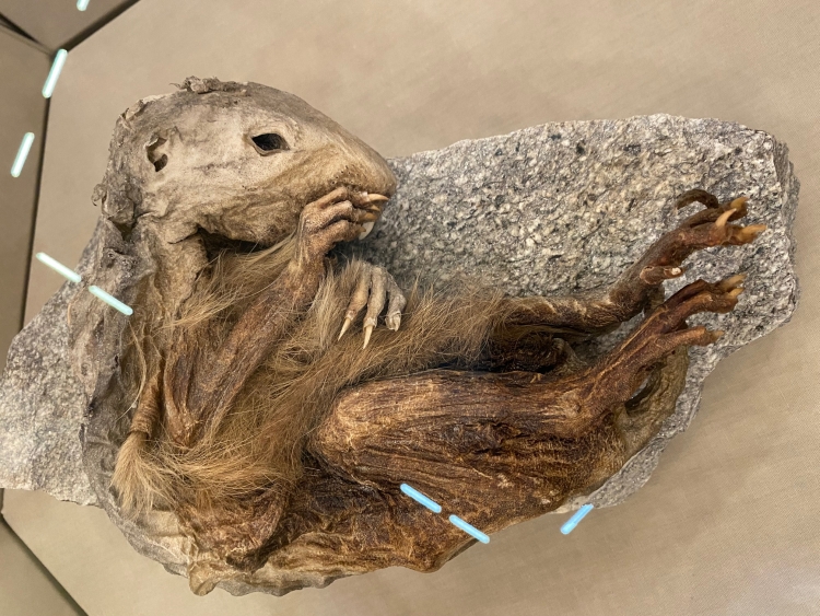 Il Castello di Saint-Pierre svela al pubblico la mummia della marmotta ...