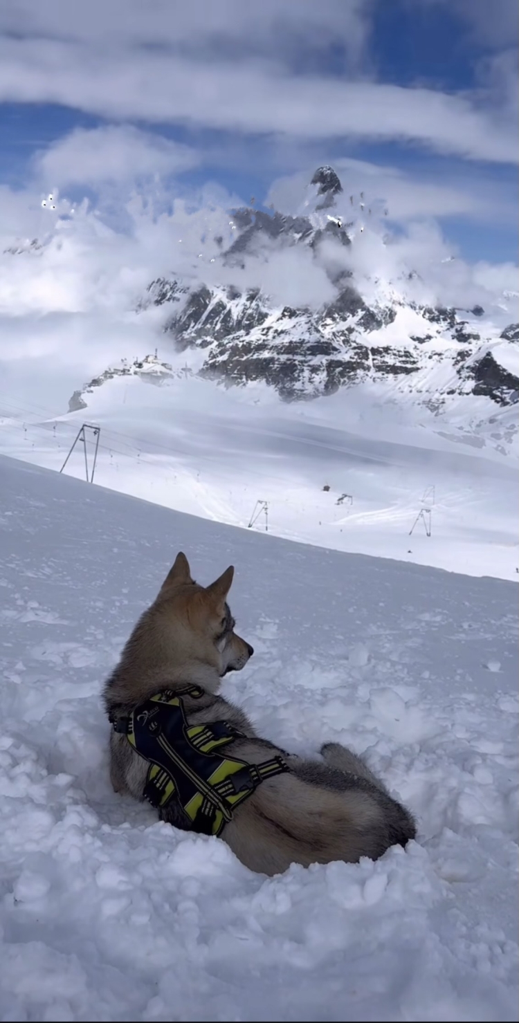 Numb, il cane alpinista, dal rischio eutanasia alla salita al Plateau Rosa