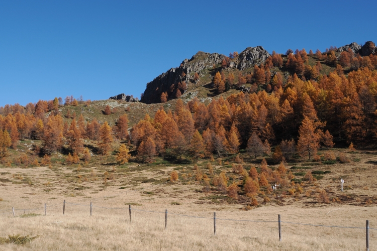 Parco Mont-Avic: un monitoraggio sul canto degli uccelli e un nuovo ...